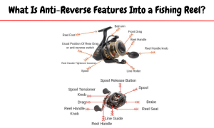 What Is Anti-Reverse Features Into a Fishing Reel: A Detailed Guide